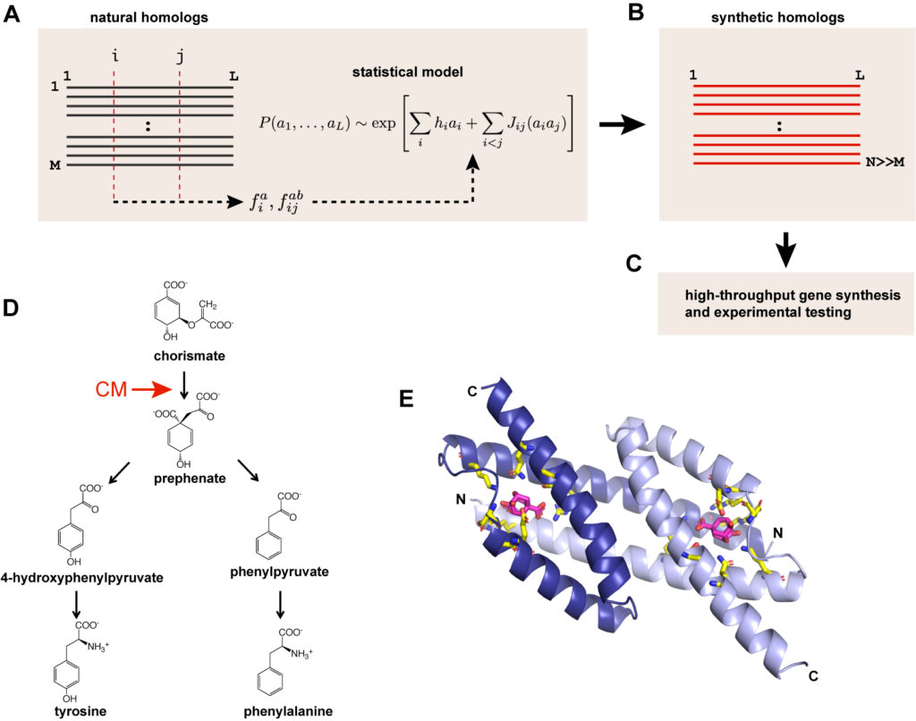 Evolution-based model for designing chorismate mutase enzymes | LPENS