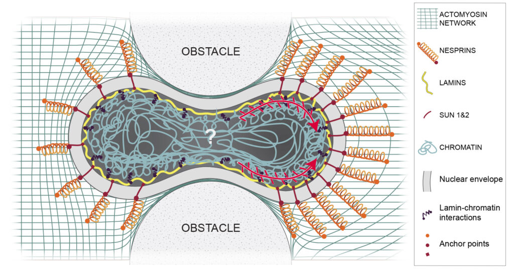 Active Cell Matter | LPENS